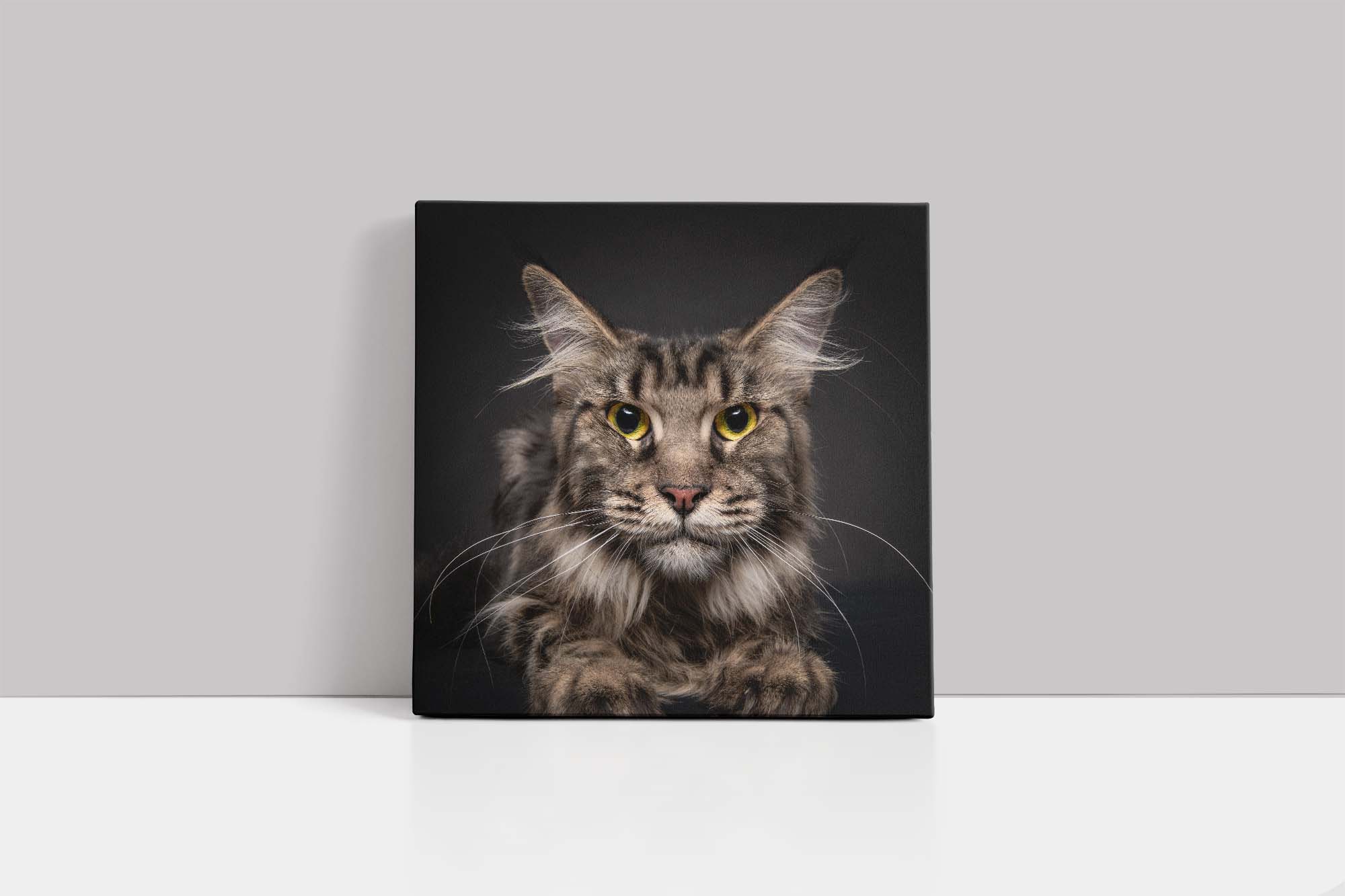 Jessica Maine Coon (Canvas Prints) – Holdinghands Studio